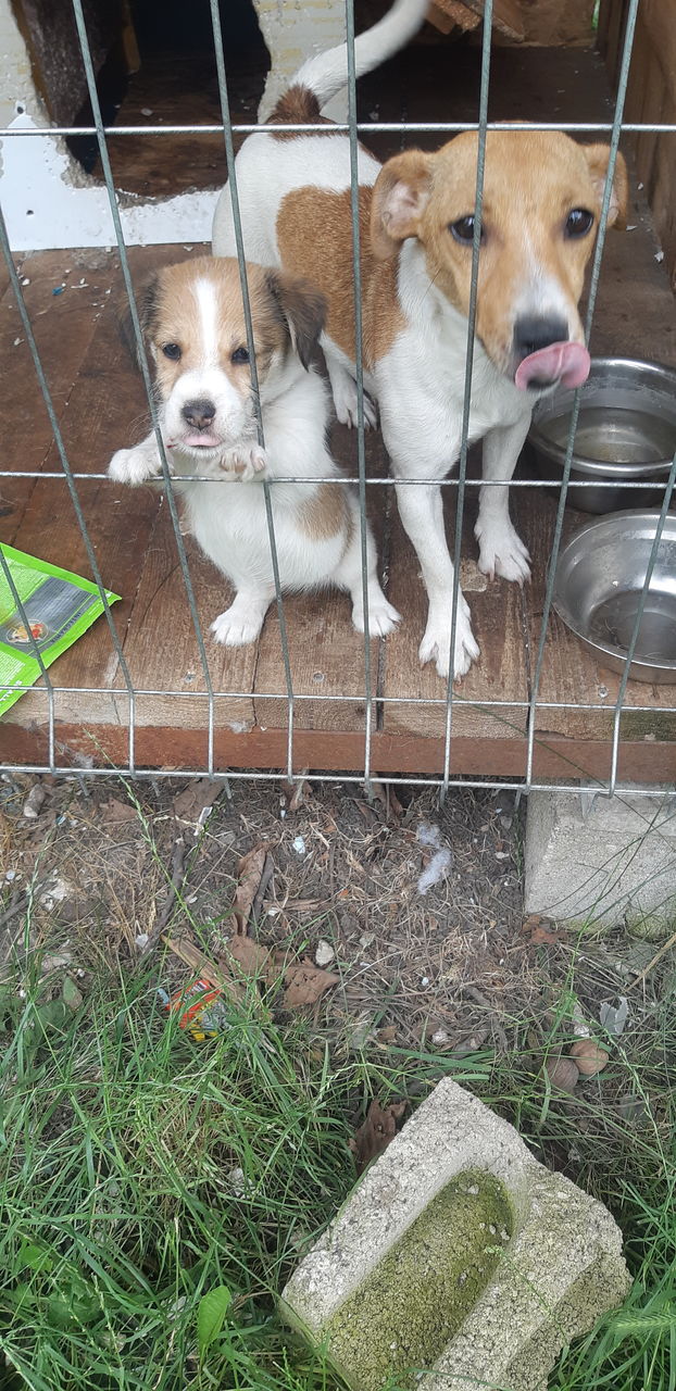 Vind cățel djek rasel teriier