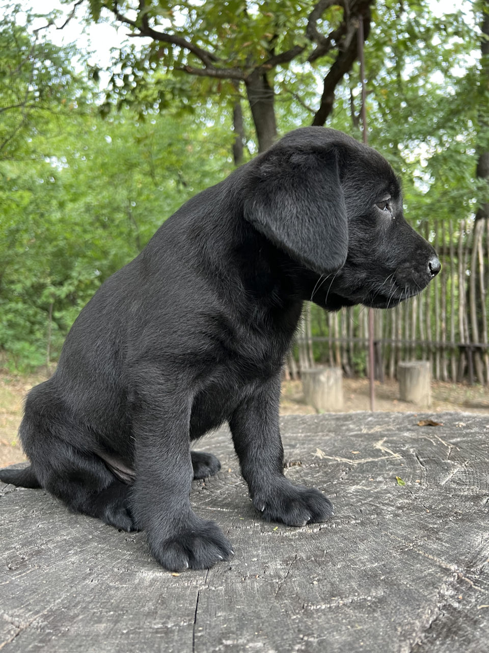 Vind labrador retriever