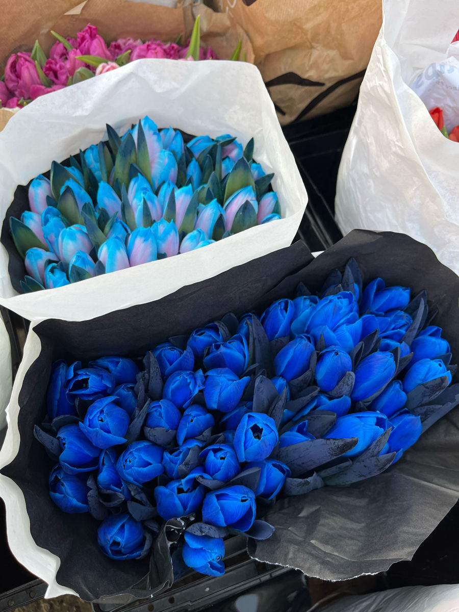 Lalele Albastre Olandeze