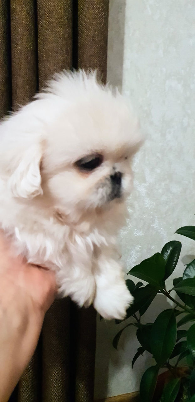 Catei pecinezi imperial