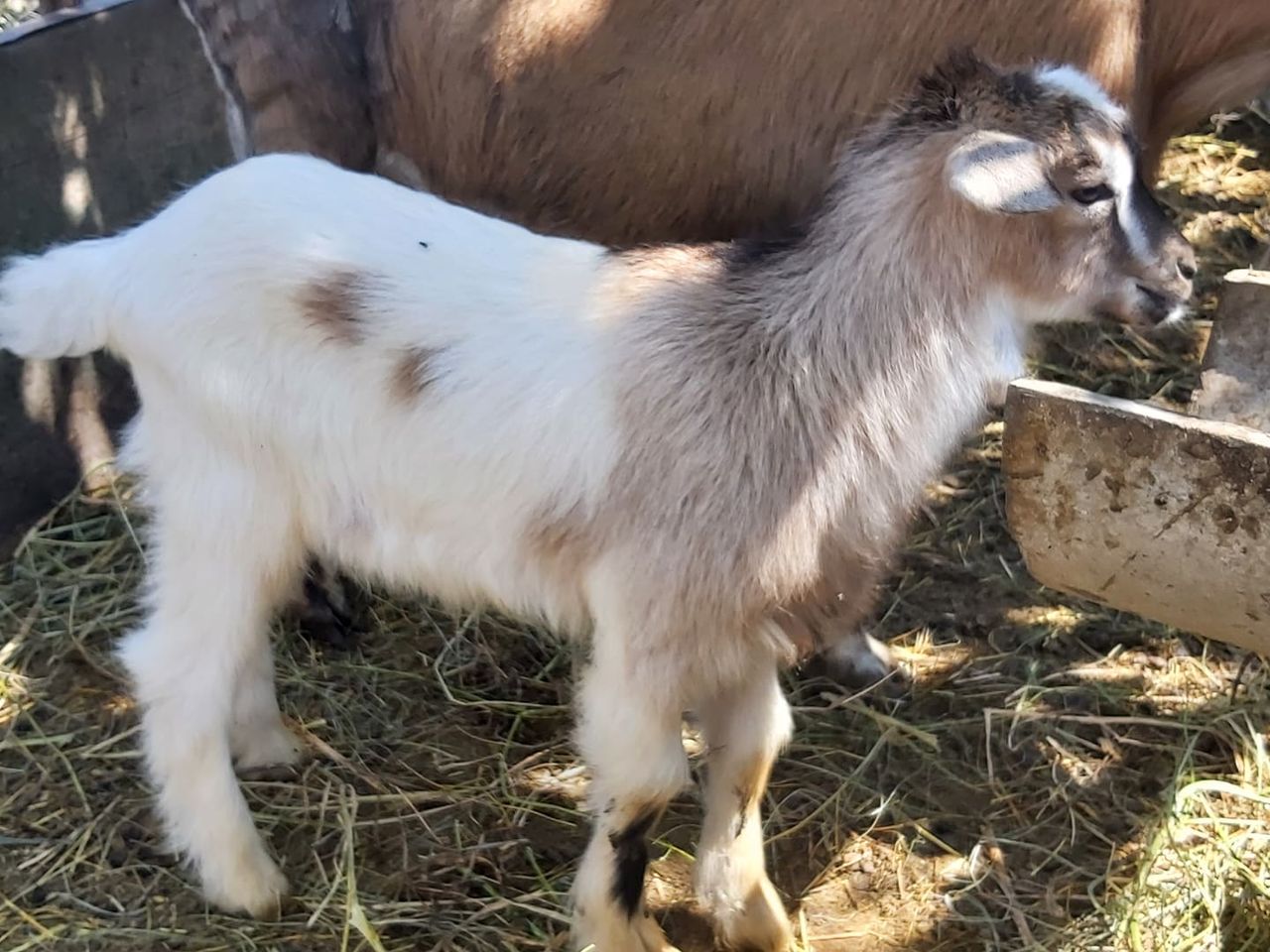 Vind tapusori din capre bune de lapte