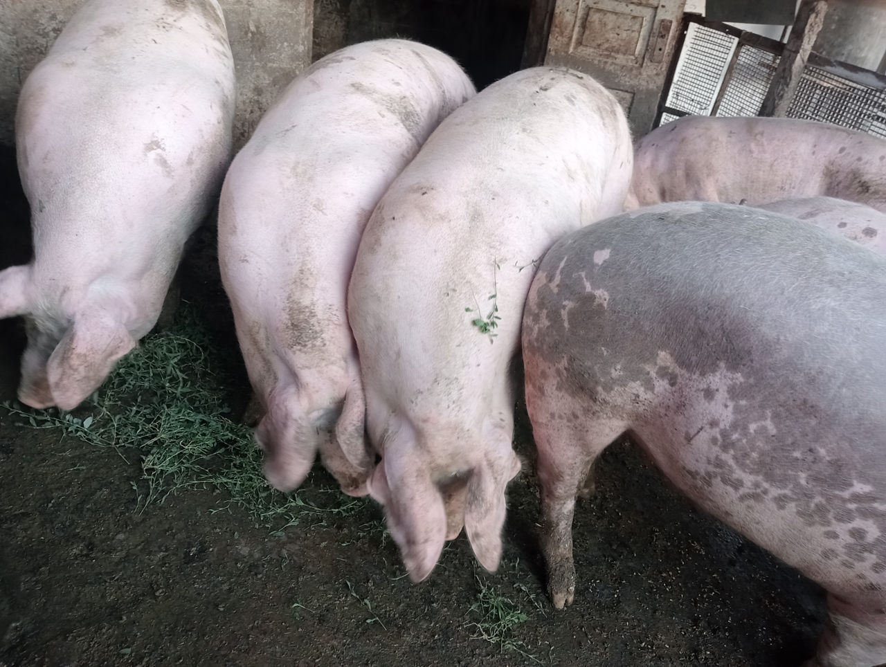 Vând porci 60 lei kg