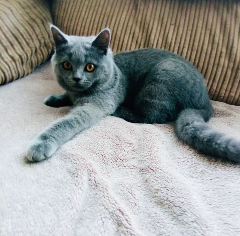 Vind pisic British de 8 luni foarte curat și inteligent cu pașaport și ...