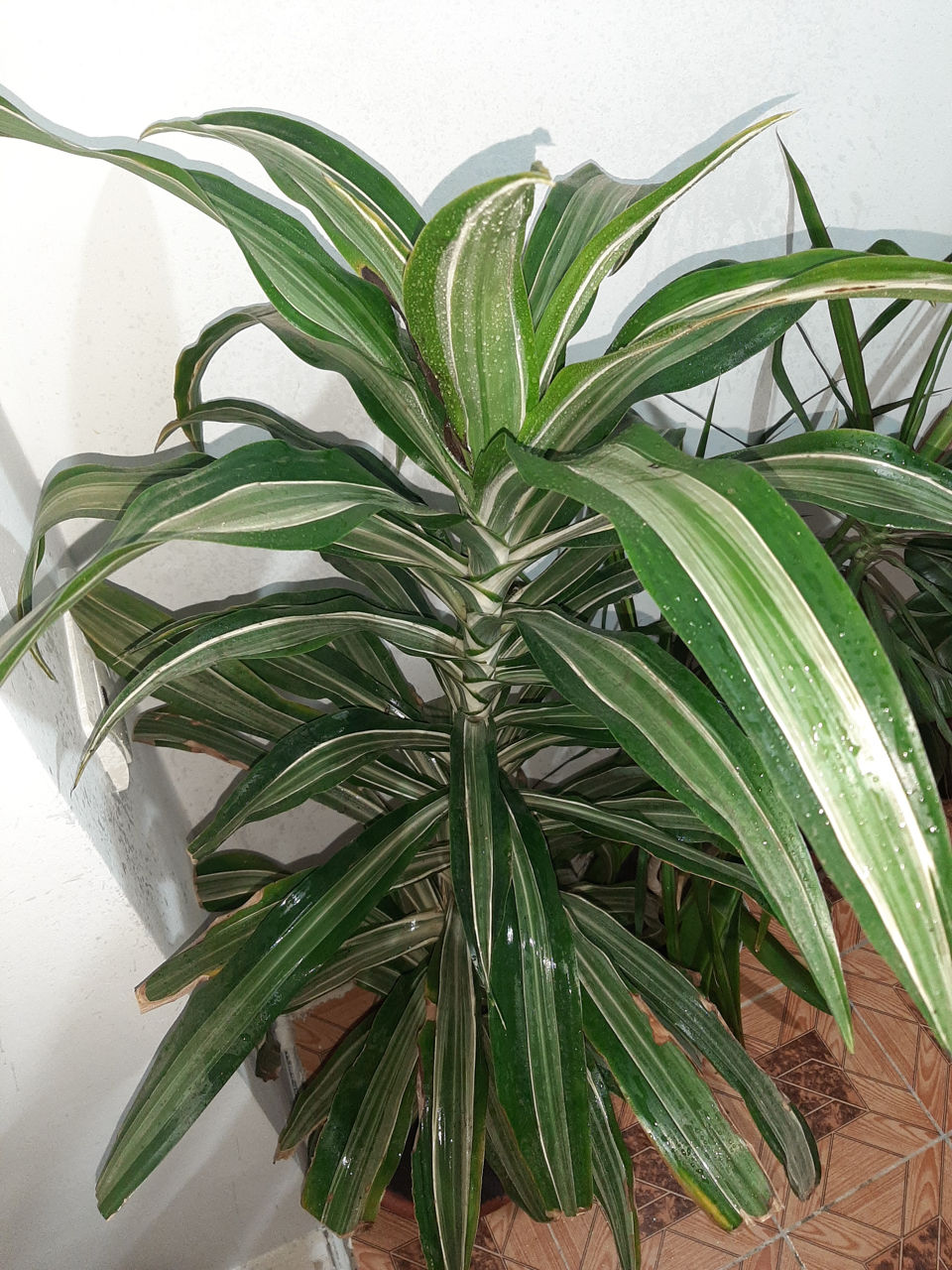 Vînd flori de camera