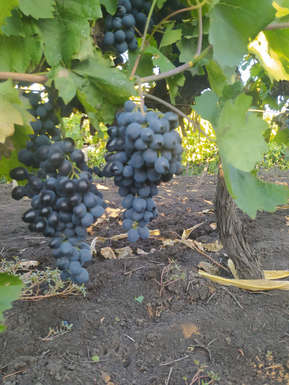 Vînd struguri Moldova.