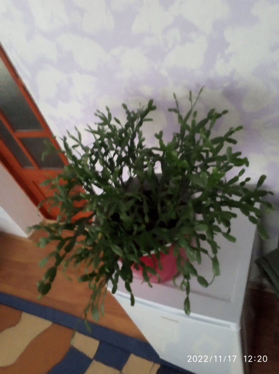 Floare de camera DEKABRIST