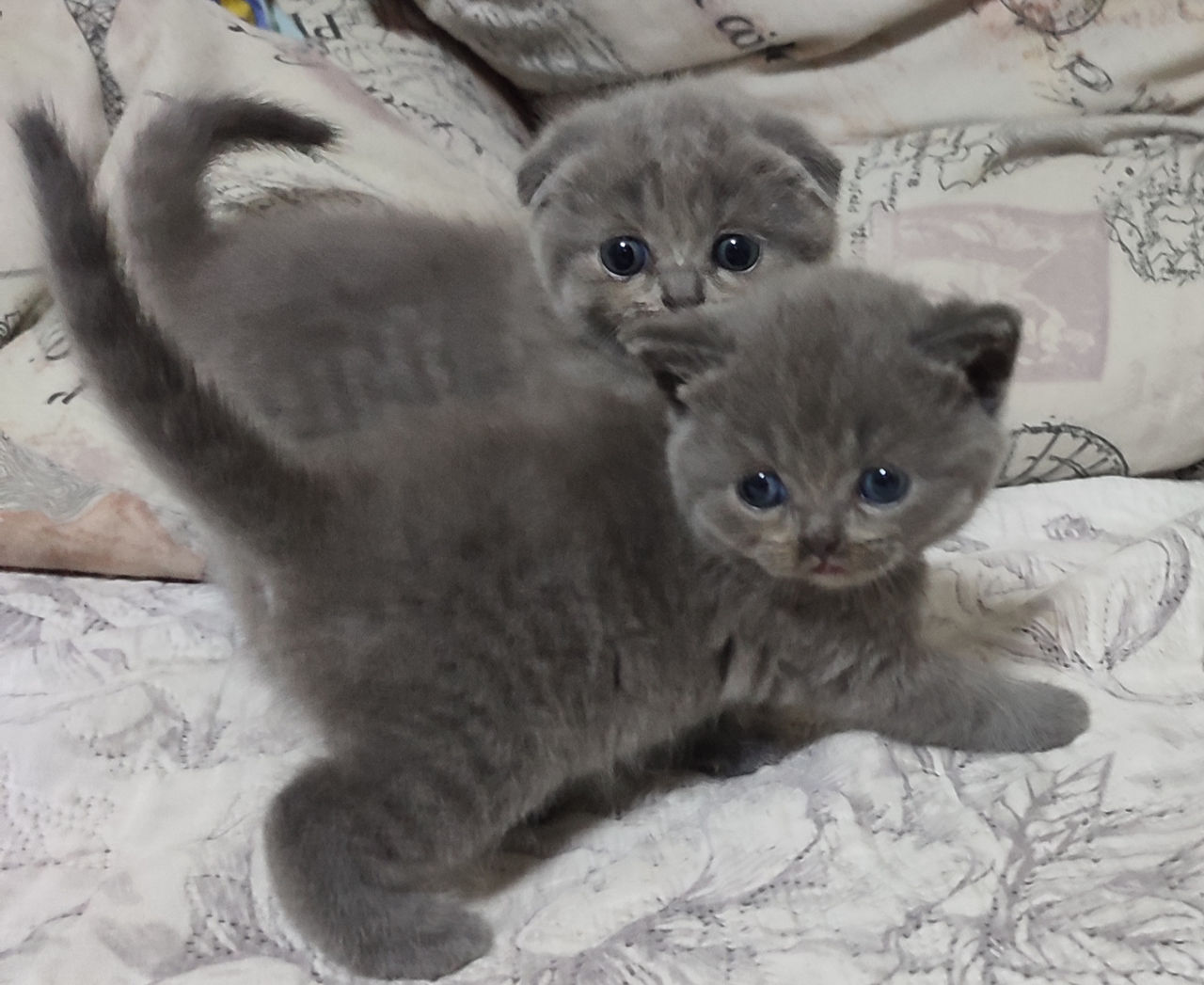 Шотландские вислоухие малыши