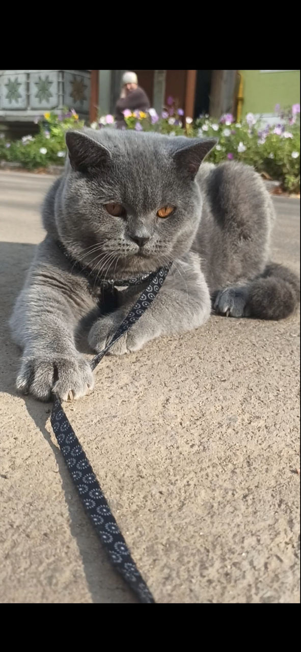 Pisoi Scottish Straight