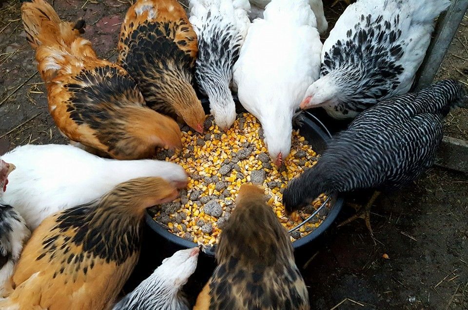 Vindem Găini și Cocoși