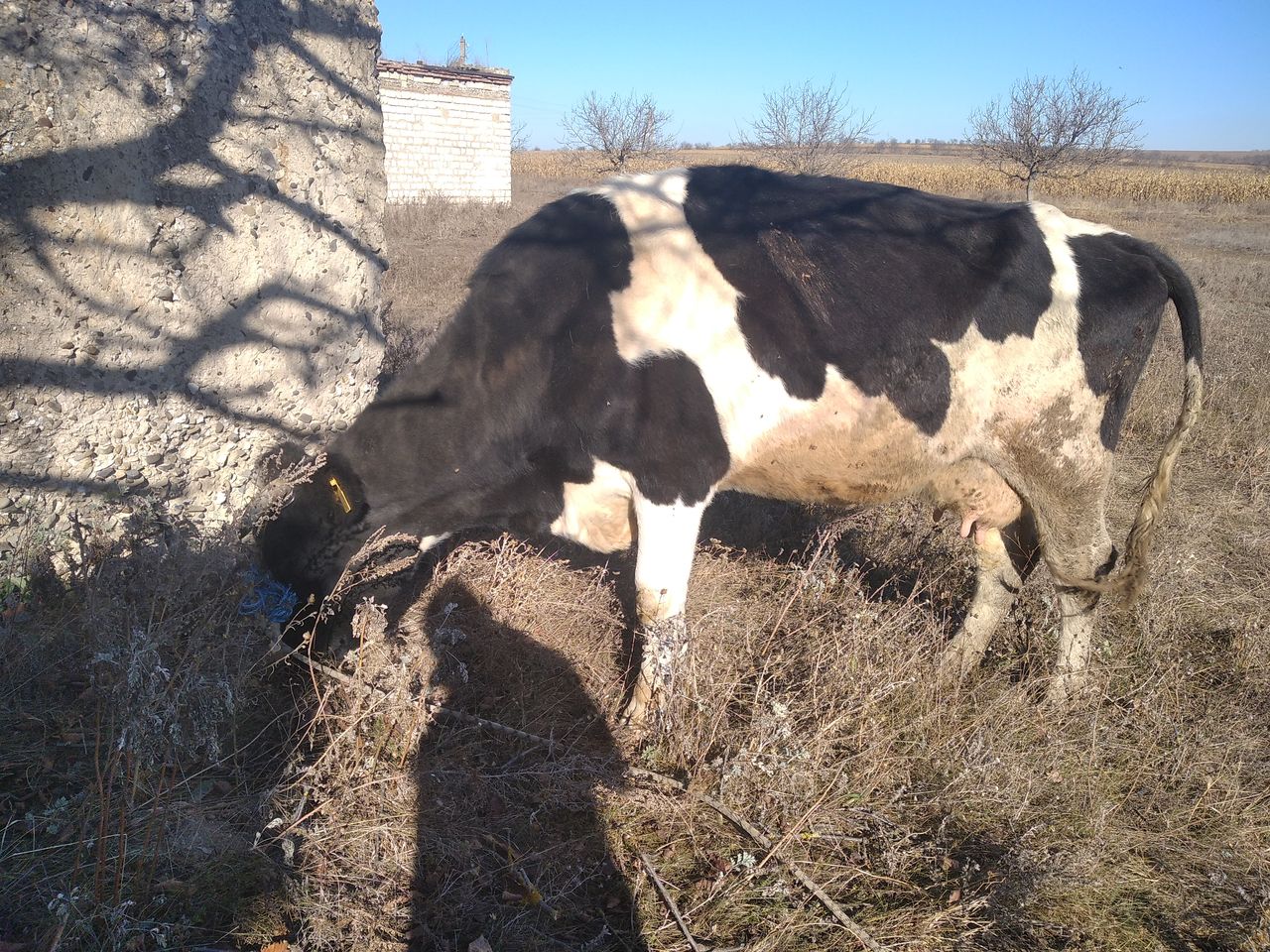 Schimb 4 vaci bune de lapte, pe o mașină bună