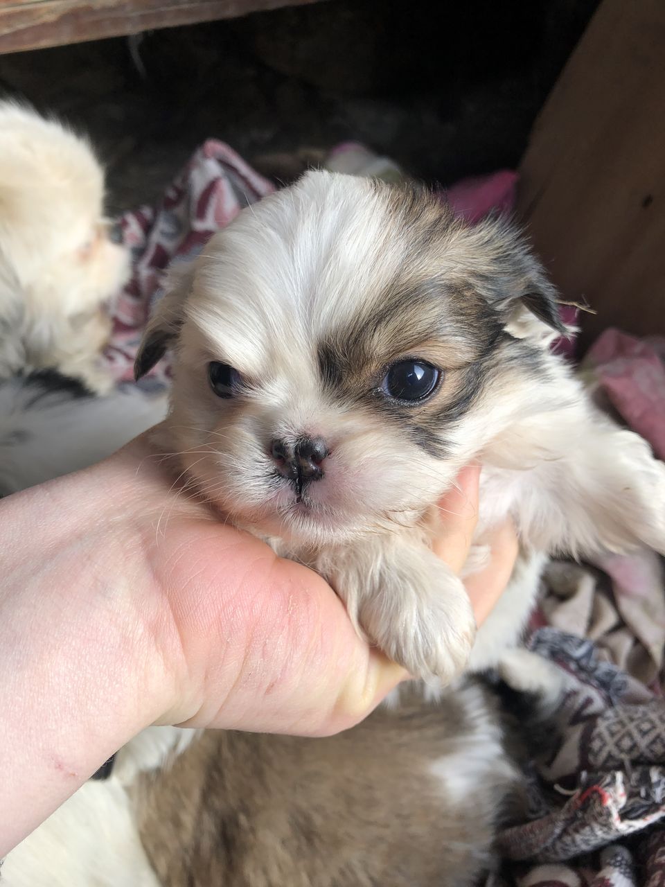 Se vinde cățeii de pechinezi