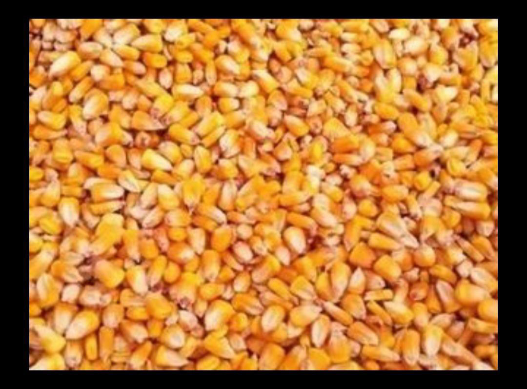 Se vinde porumb uscat !!! Dacă este nevoie ofer și transport