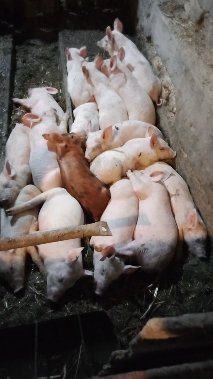 vind purcei mici-chisinau