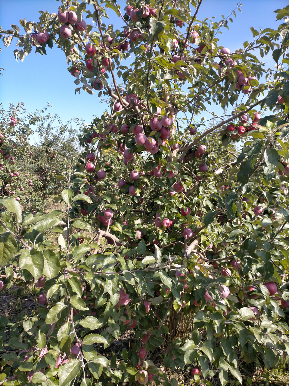 MERE FLORINA CALIBRUL 6.5 + LIVADA TINARA