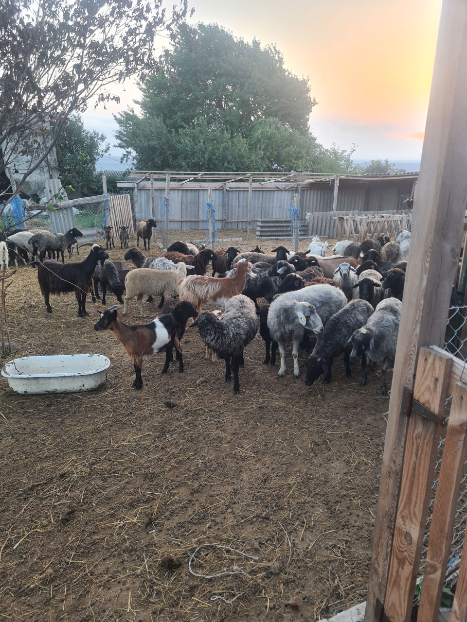 Vind oi 54 oi 3 berbeci 10 capre 25 ezi 10 cirlani,la pret ne intelegem ...