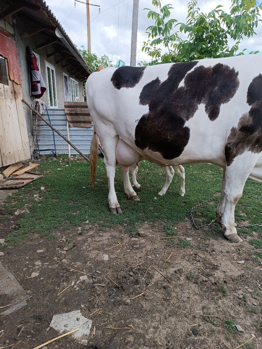 Корова с телеком