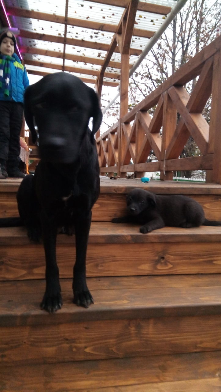 Vind Catelus labrador