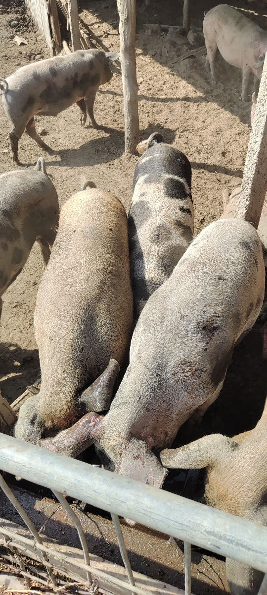 Vindem porci de carne