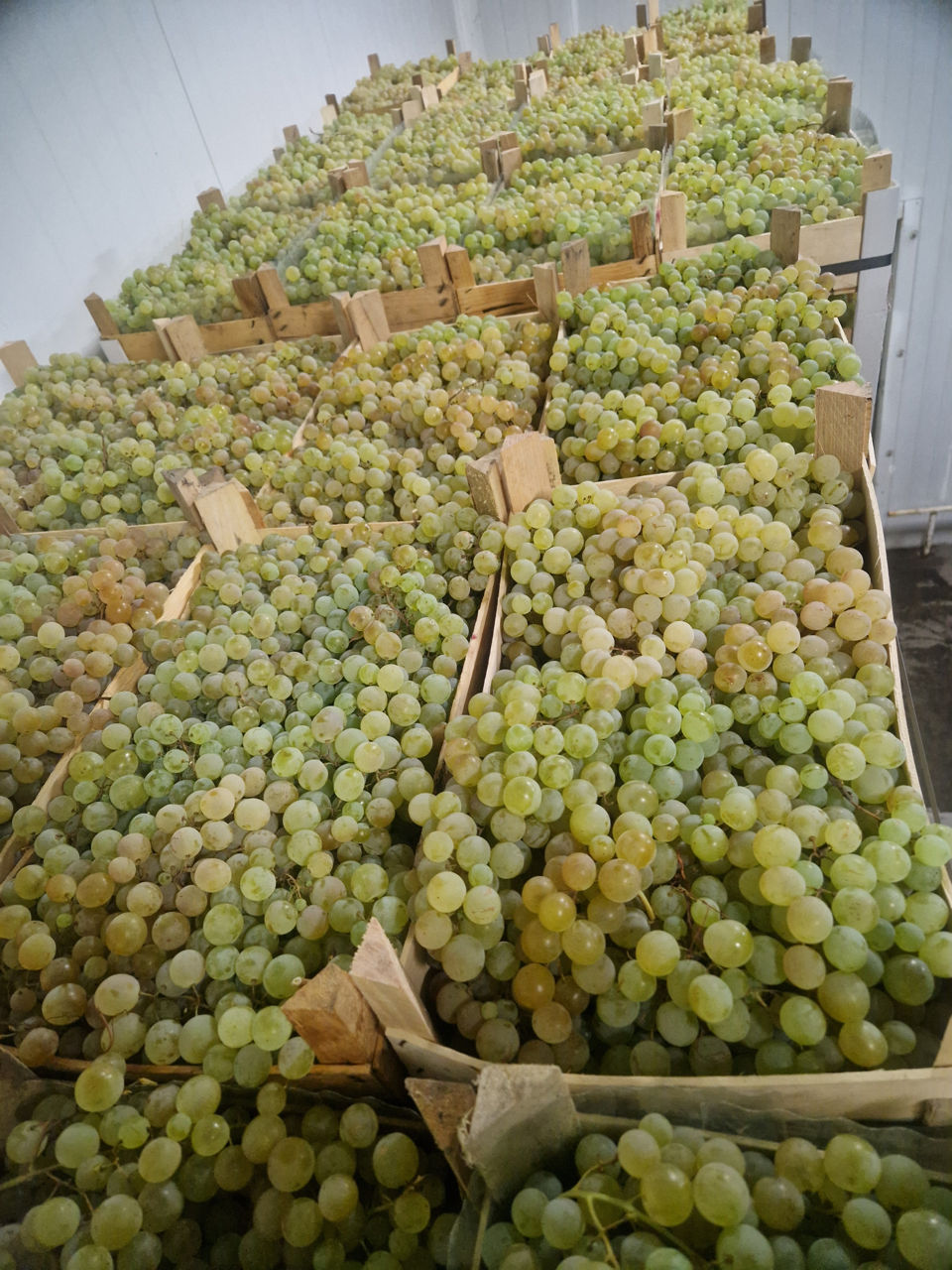 Struguri Alb de suruceni