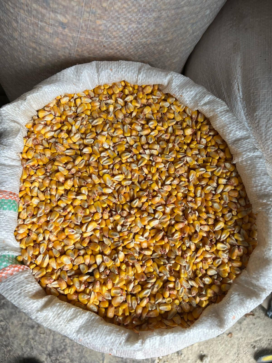 Vând porumb