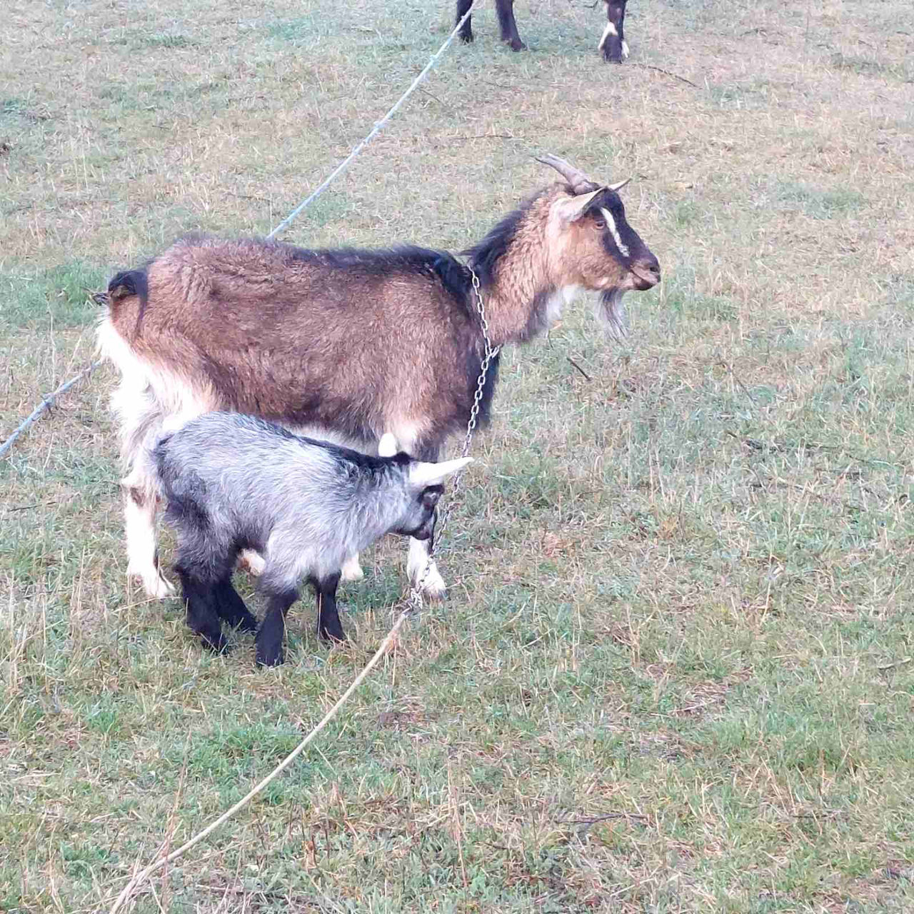 Vind capre cu iezi bune de lapte cei cointeresați sunați sau scrieți