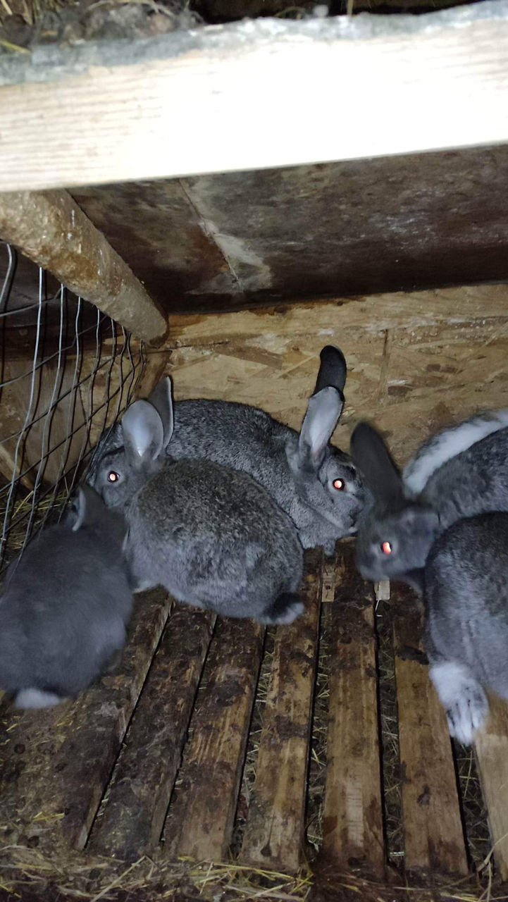 Iepuroaica cu iepurași