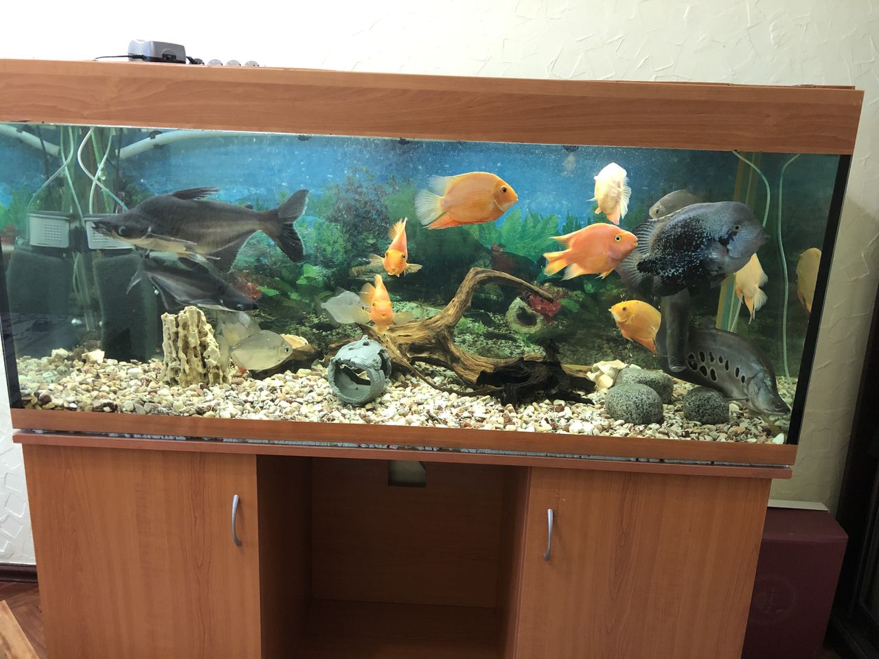 Acvariu cu pesti exotici