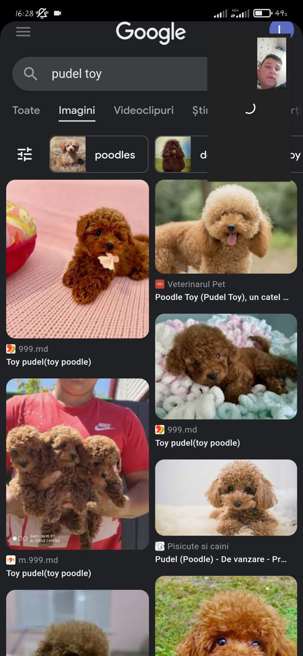 Cumpăr pudel toy mic