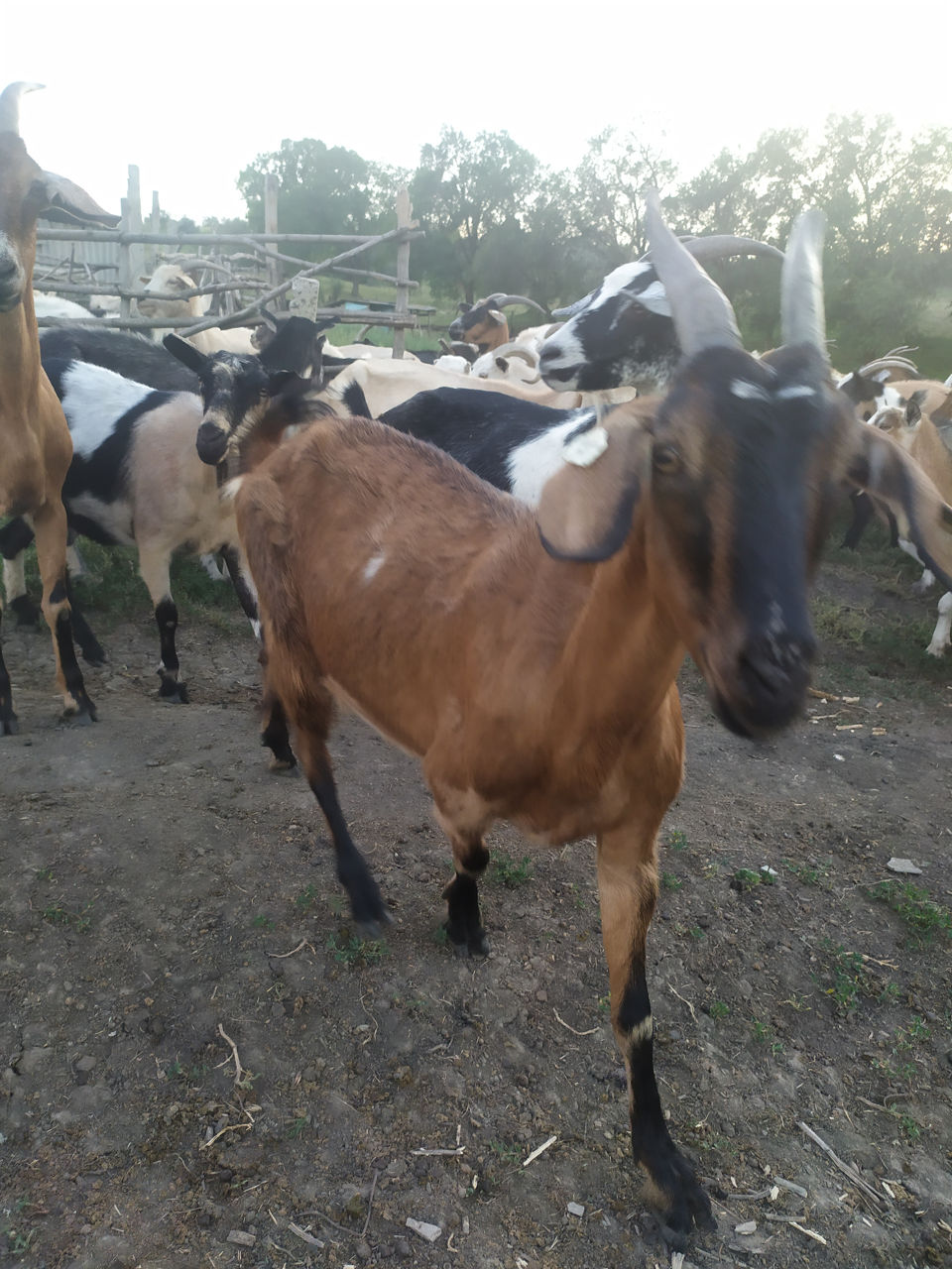 Vînd capră cu lapte