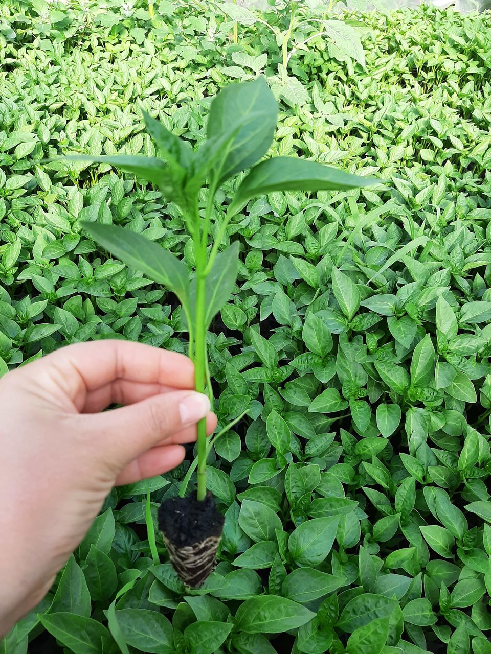 Rasad de ardei si rosii