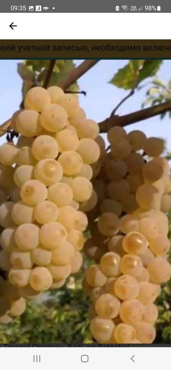 Poama Noha..(capsuna alba)100%ecologica