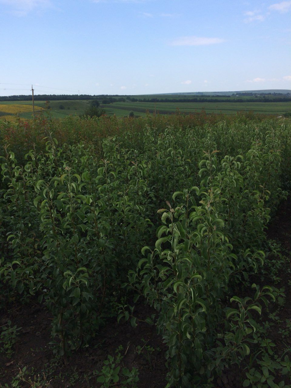 Vind copaci de alun,corn,calina,nuc,tei,precum si copaci fructifieri de ...