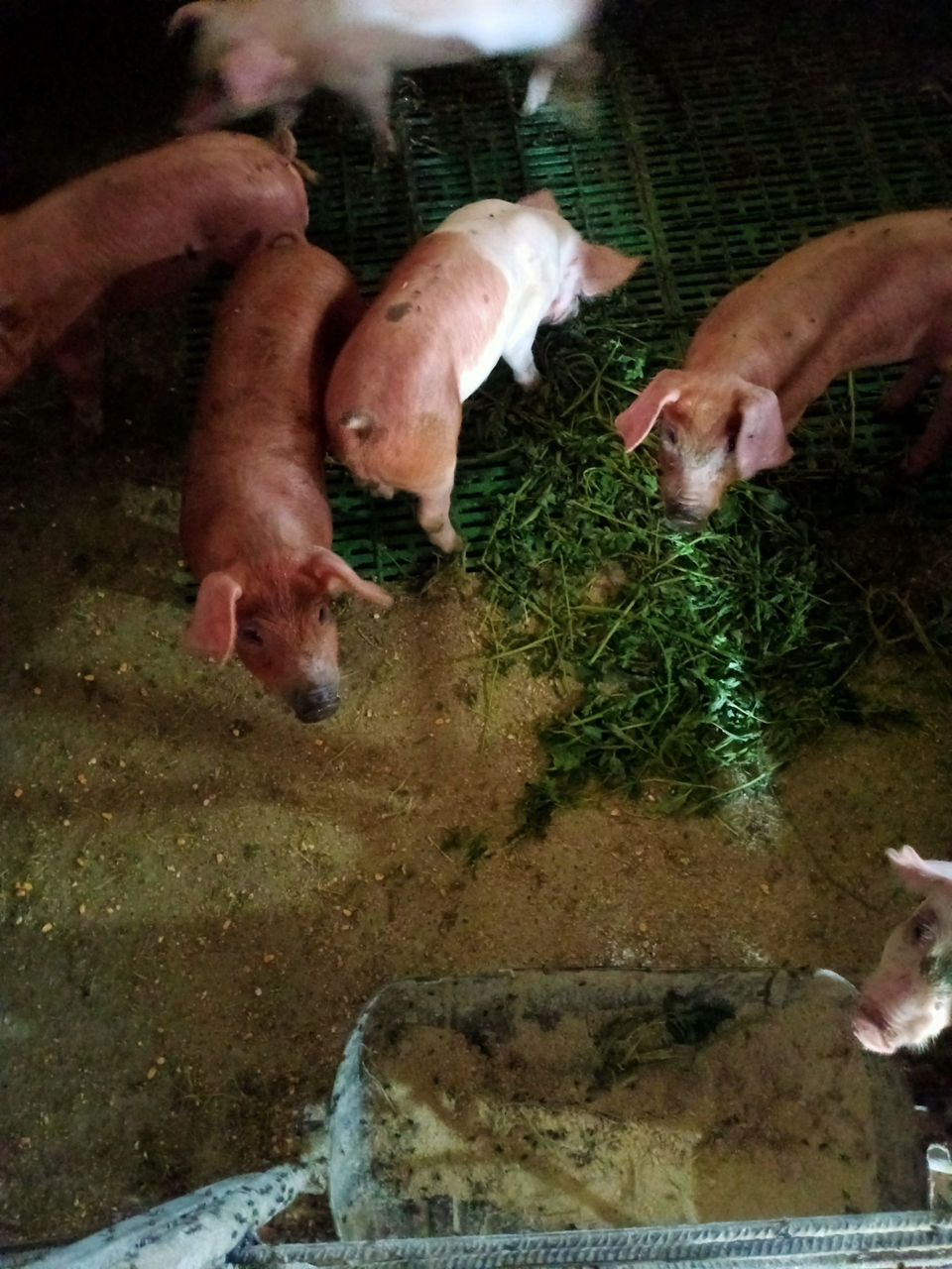 Purcei mici de rasa de carne