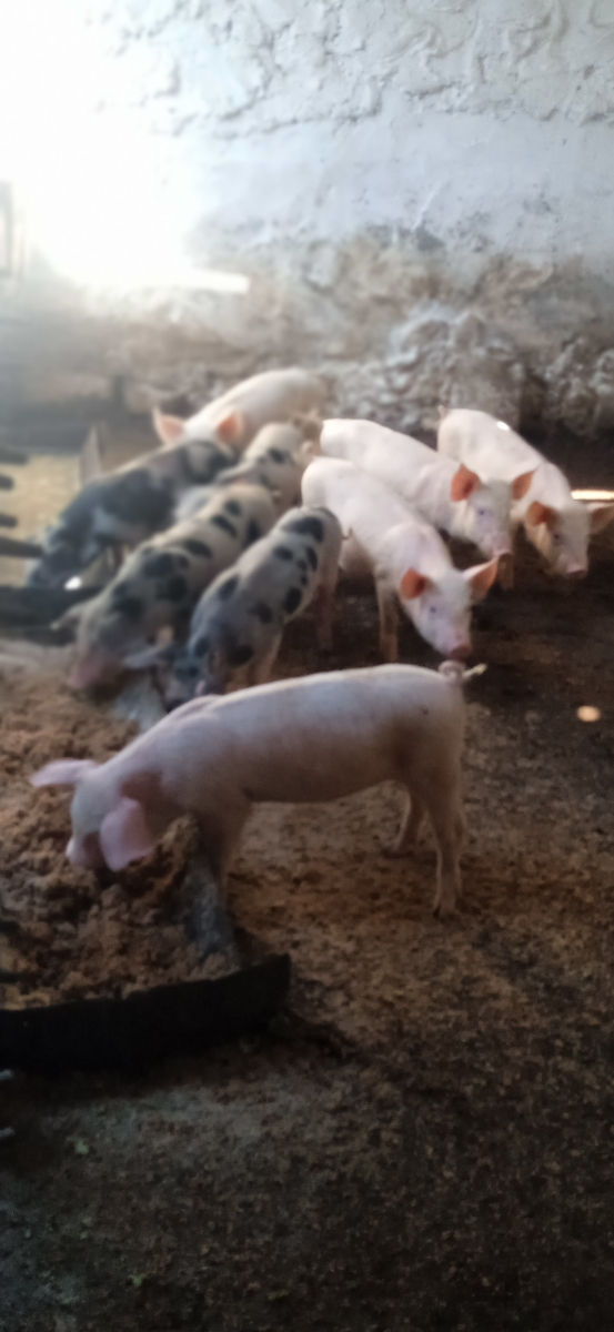 Se vind purcei la creștere de la 10kg la 15 kg