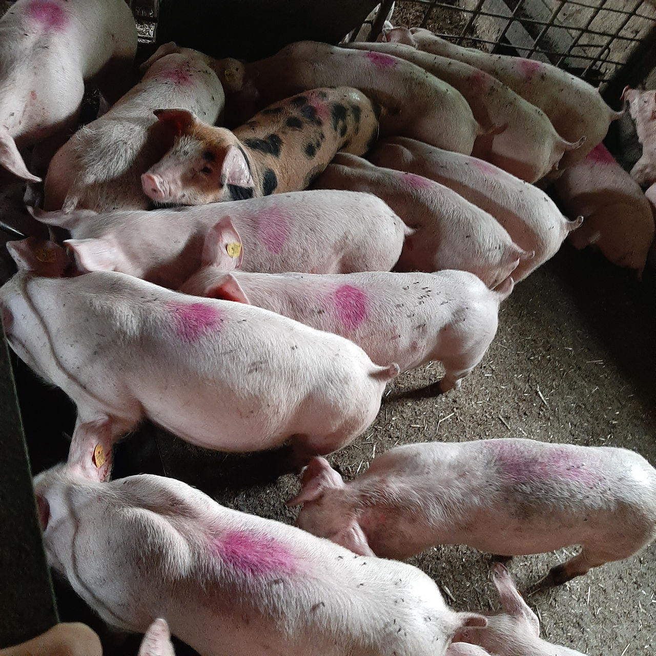 Vind purcei la crestere landras +petrean 25-30 kg