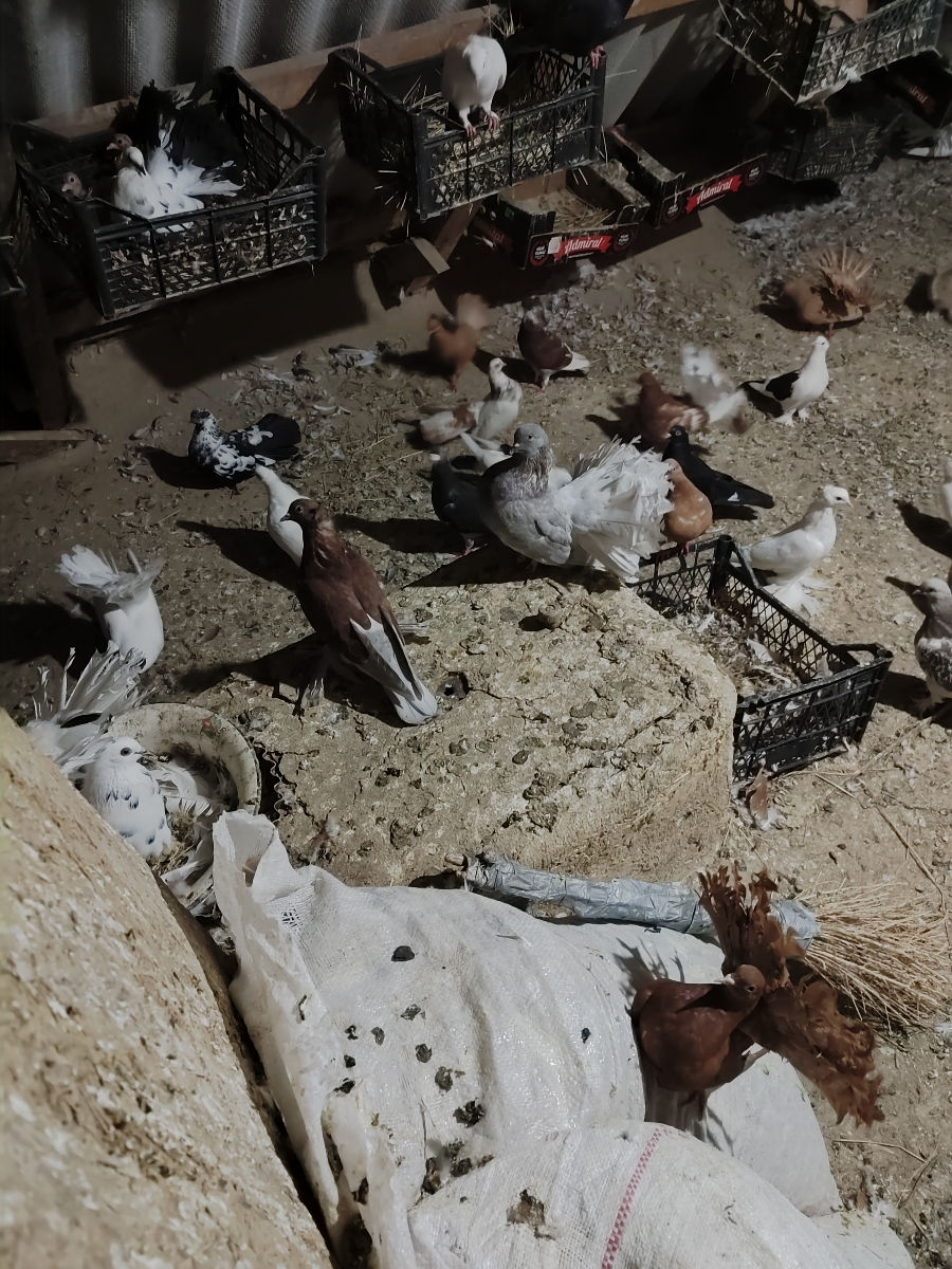 Vind porumbei(pavlini,basarabeni,turci,bachini chingi si turtureli)