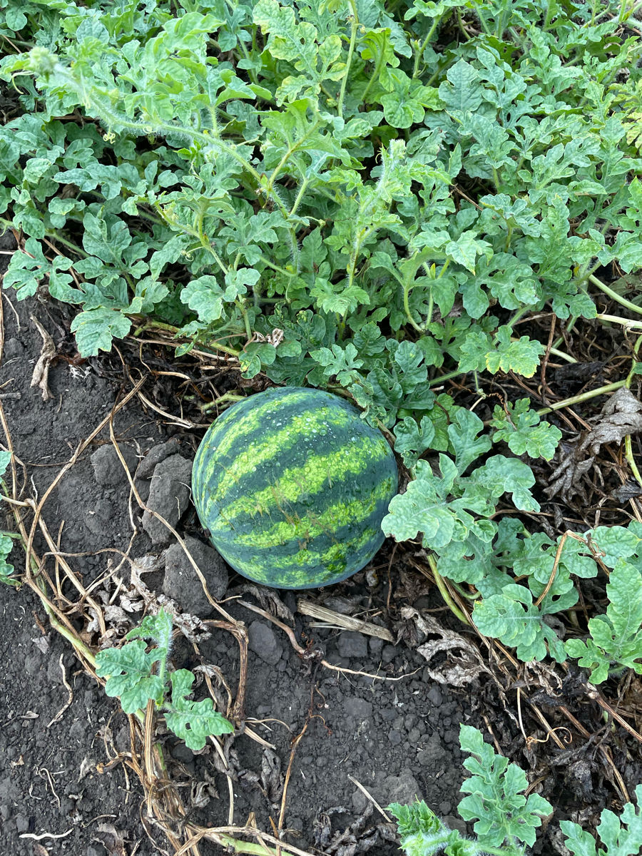 Vind harbuz pentru murat 2-4 kg