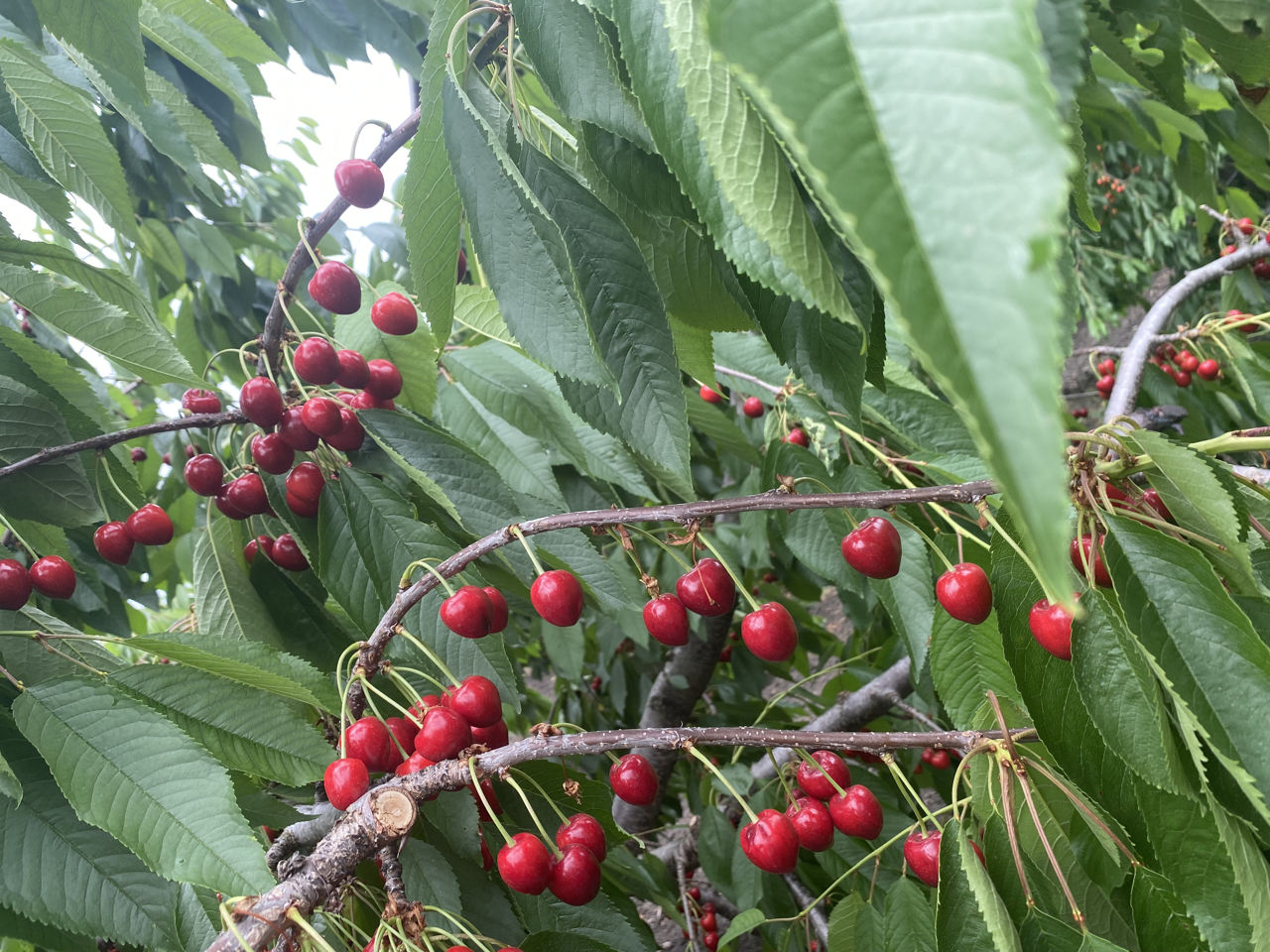 Vind 3-4 tone de cirese cireasa Vinca