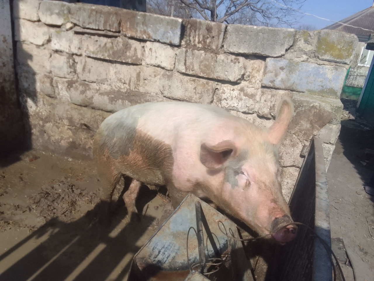 Se vinde jer urgent bun îi el