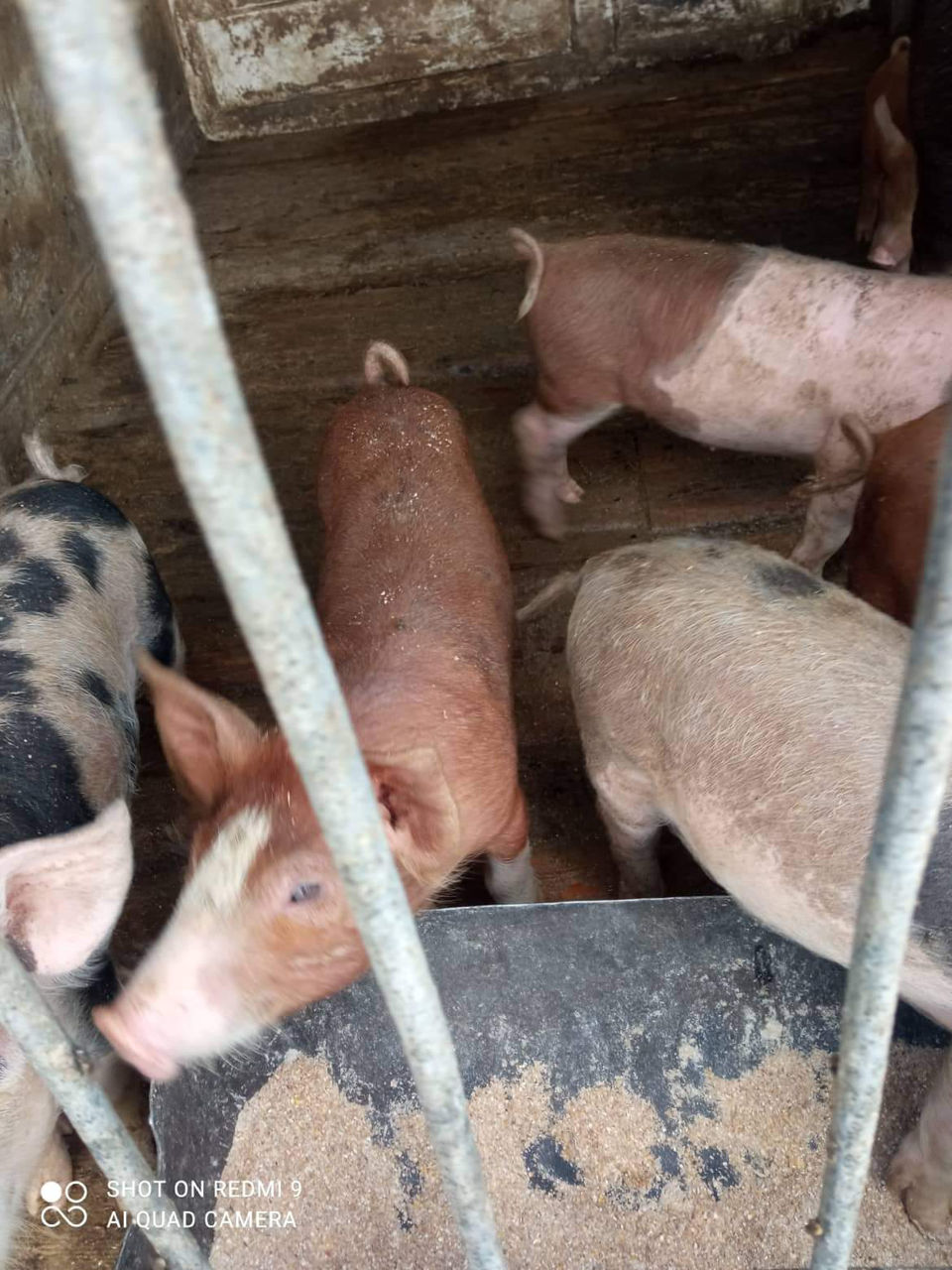 Vind purcei mici la pretul1600 lei