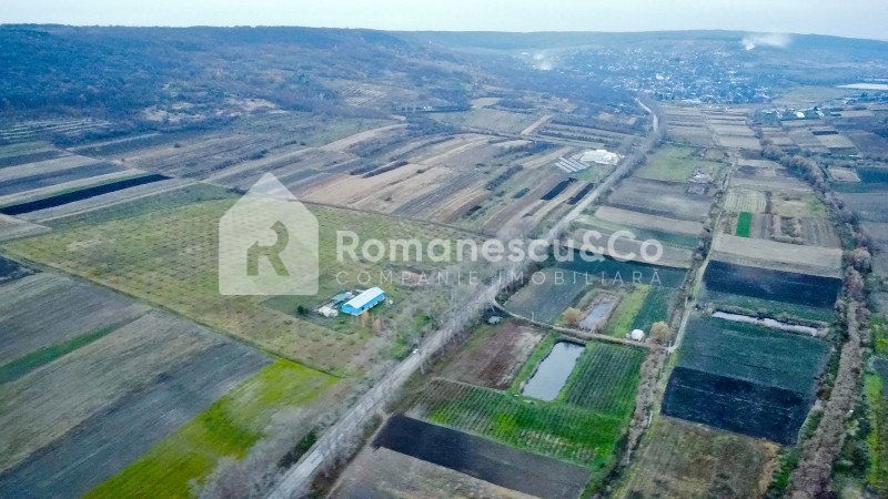 Livada de nuci cu depozit si uscatorie de lemne!