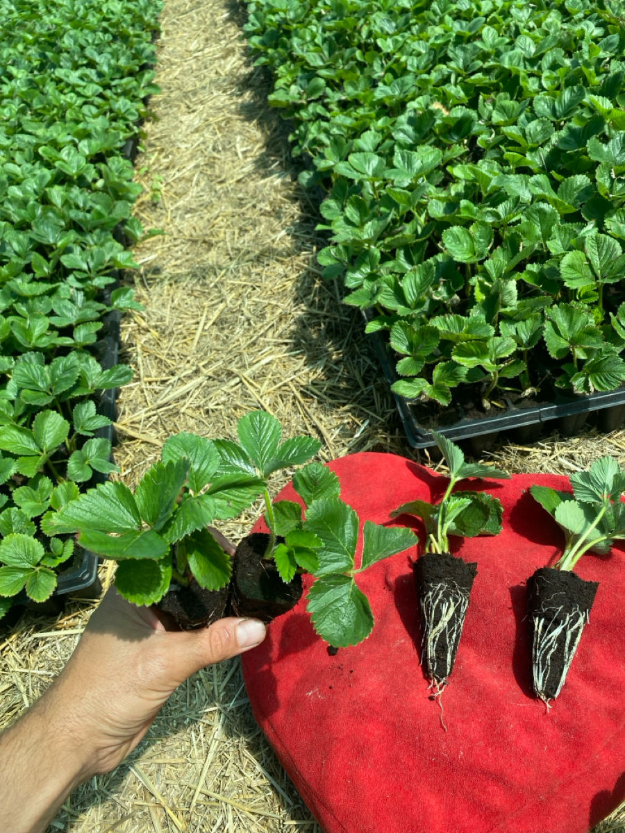 Rasad de capsuna Malwina, caliatate superioara, poze reale!