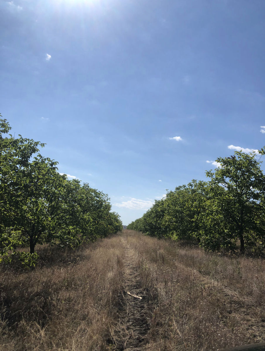 Livada de nuci 5 hectari/ ореховый сад 5 га