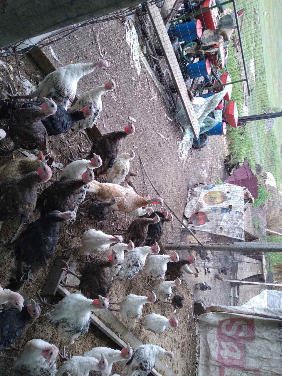 Vînd curci și curcani