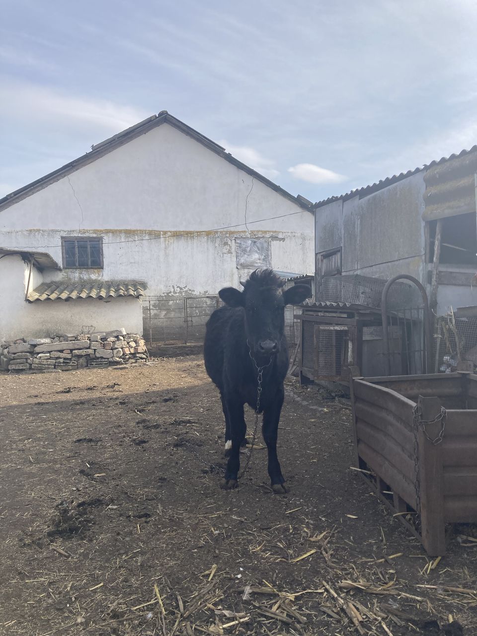 Se vinde vitica din vaca buna!