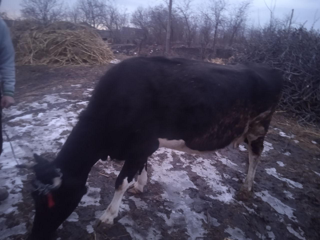 Vind vaca tînara nu-i de afata se mulge 5 litre pe zi