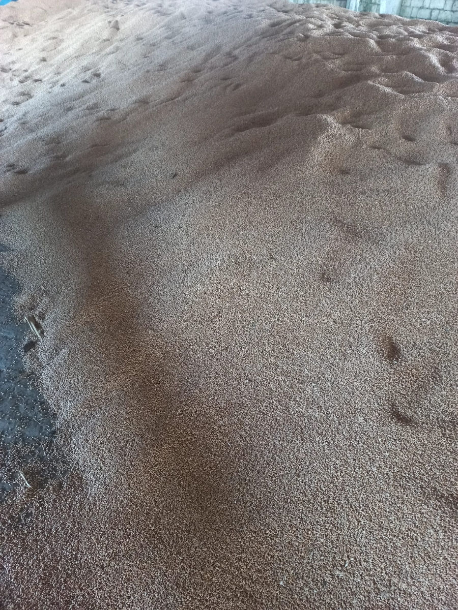 Vindem grîu si porumb 3lei 50bani. Preț negociabil