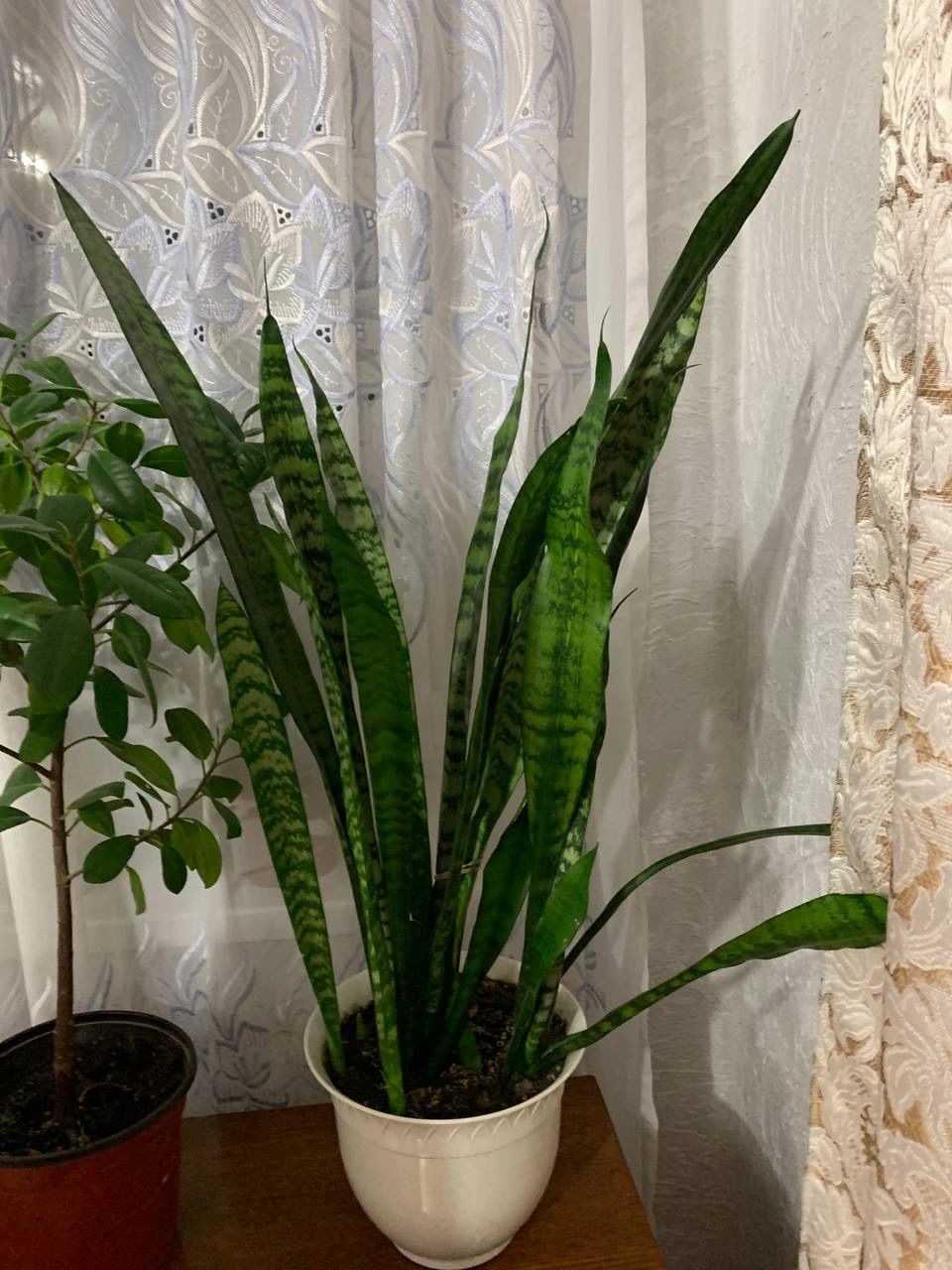 Flori de camera - Sanseviera