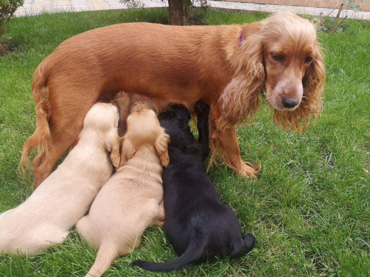 Cocheri de rasa curata