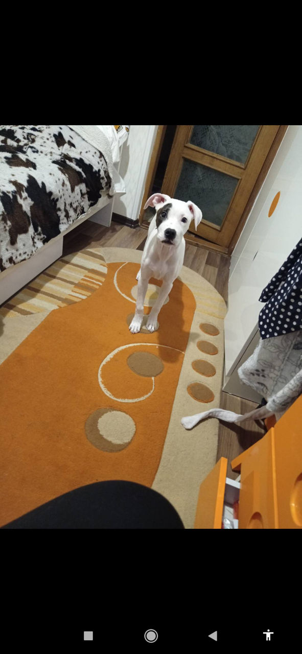 Câine Staff de vânzare